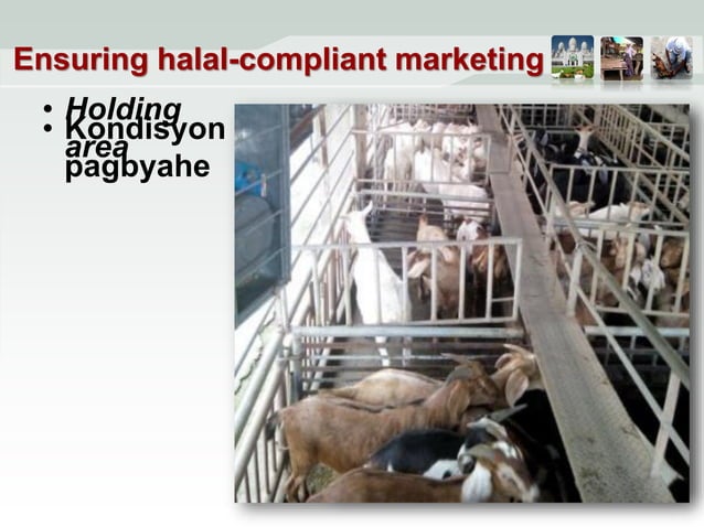 Raising goats the Halal way - RS_Hechanova | PDF | Agriculture | Industries