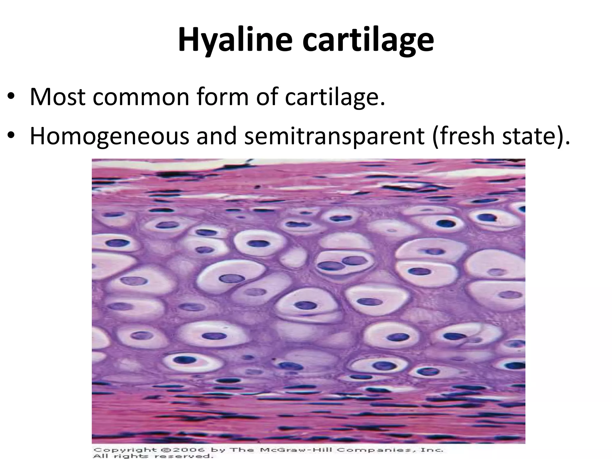 7, Histology of cartilage.pptx