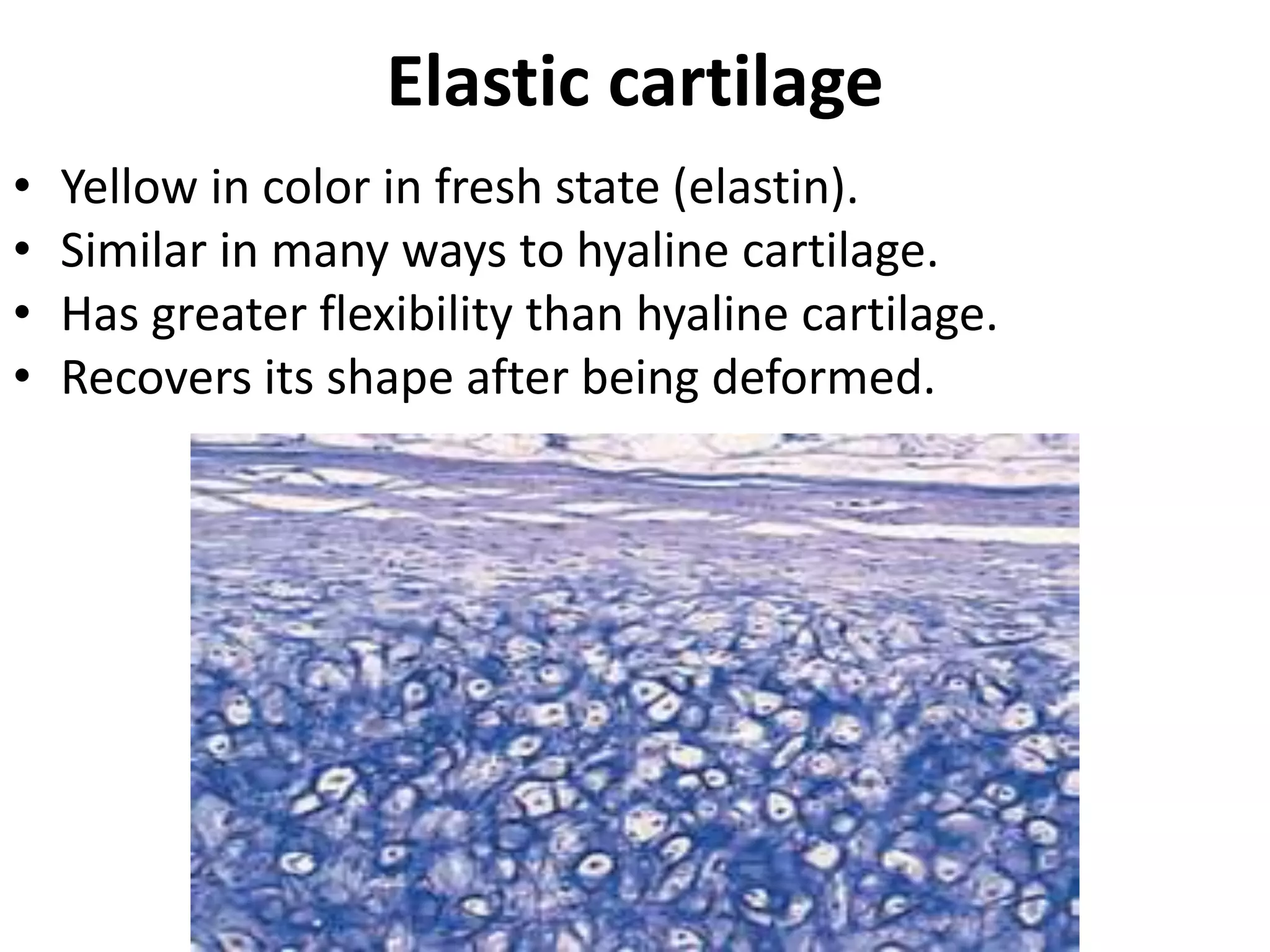 7, Histology of cartilage.pptx