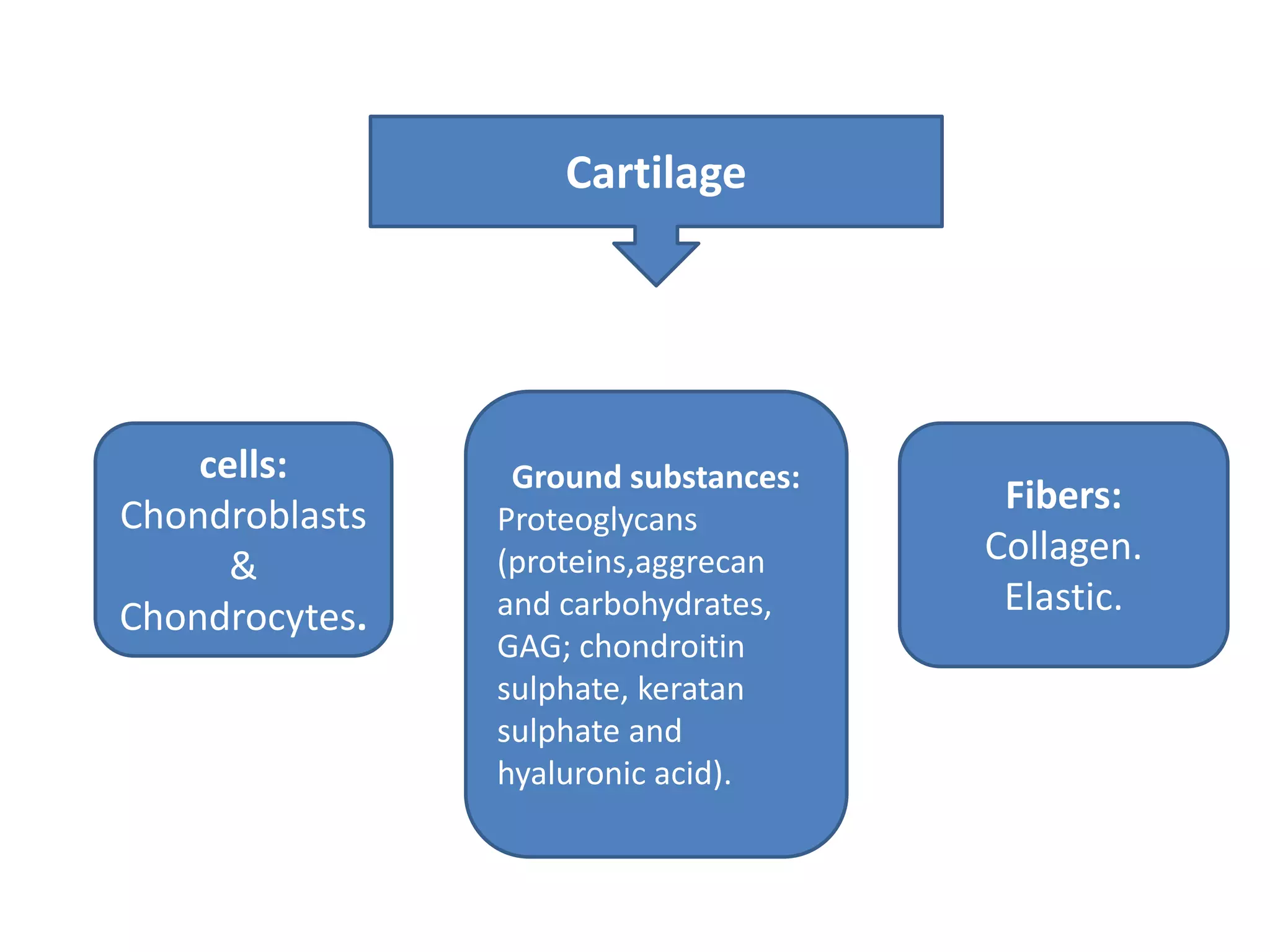 7, Histology of cartilage.pptx