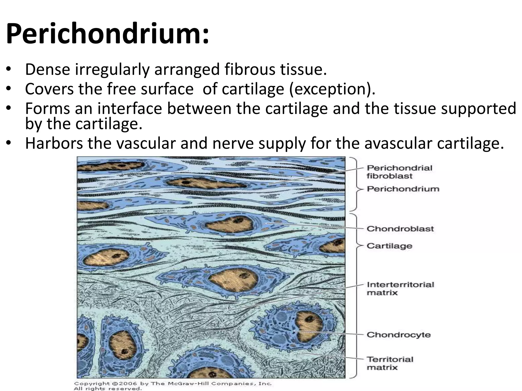 7, Histology of cartilage.pptx
