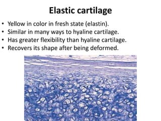 7, Histology of cartilage.pptx