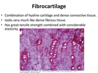 7, Histology of cartilage.pptx