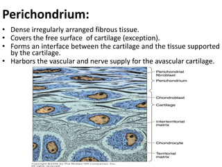 7, Histology of cartilage.pptx