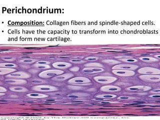 7, Histology of cartilage.pptx