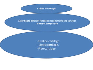 7, Histology of cartilage.pptx