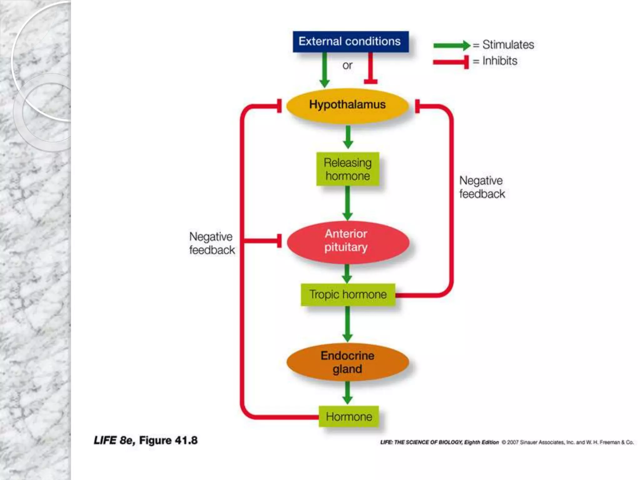 HOMEOSTATIC_MECHANISM.pptx