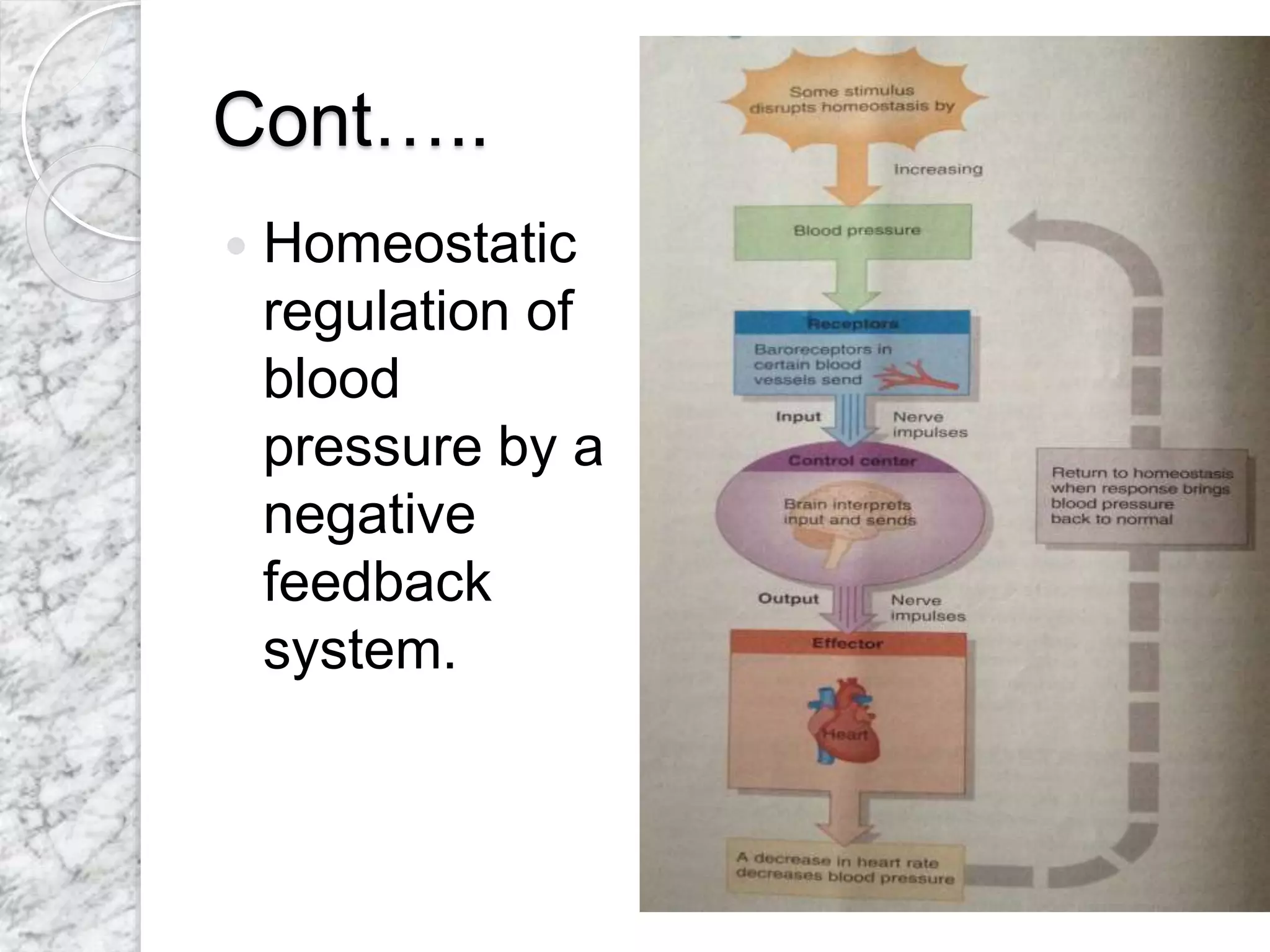HOMEOSTATIC_MECHANISM.pptx