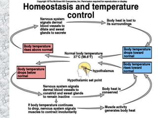 HOMEOSTATIC_MECHANISM.pptx