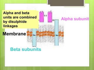 Insulin metabolism structure synthesis metabolic error | PPT