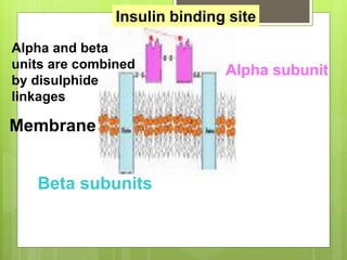 Insulin metabolism structure synthesis metabolic error | PPT