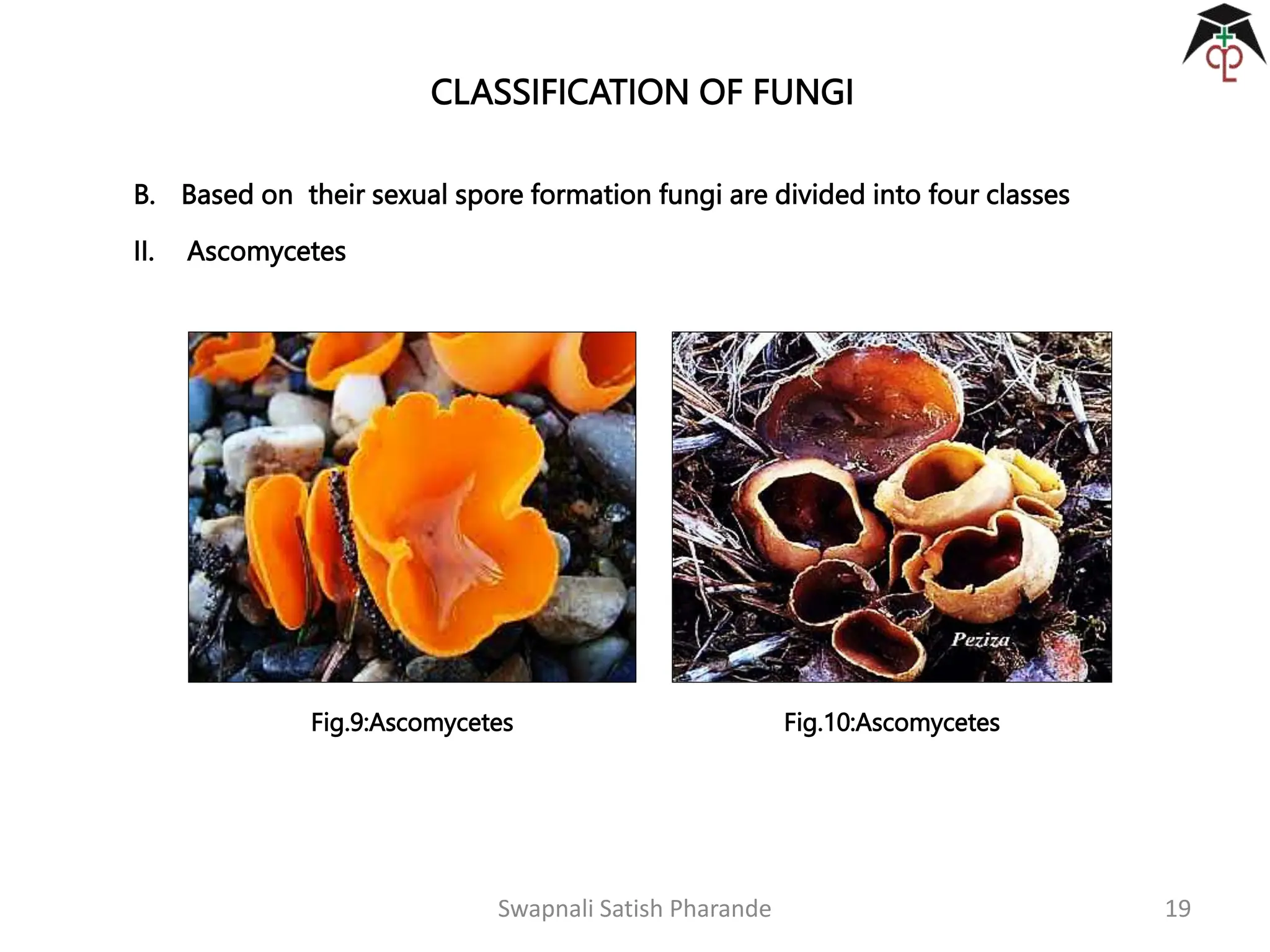 Introduction and Classification of Fungi | PPTX