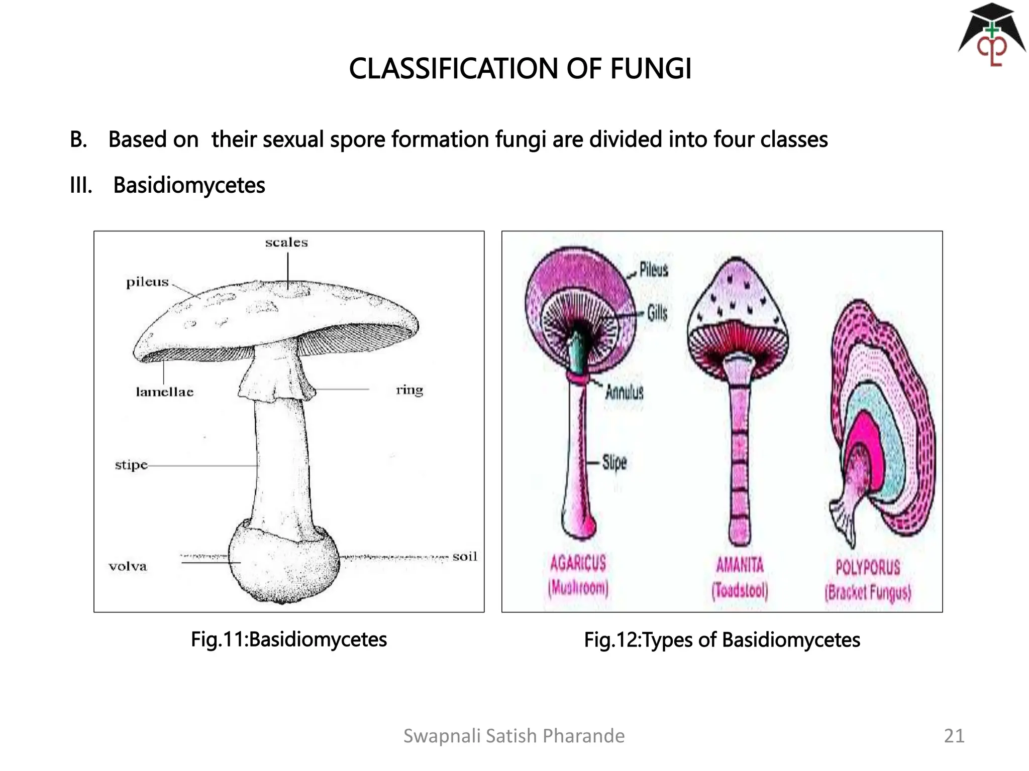 Introduction and Classification of Fungi | PPTX