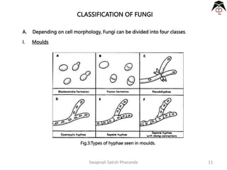 Introduction and Classification of Fungi | PPTX
