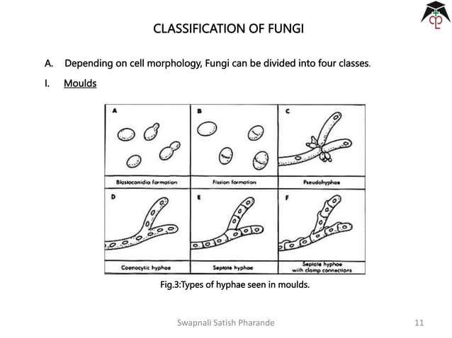 Introduction and Classification of Fungi | PPTX