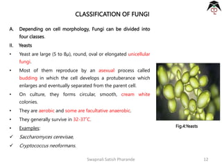 Introduction and Classification of Fungi | PPTX