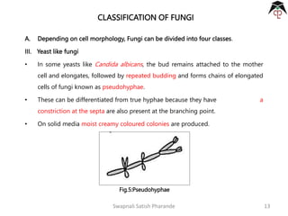 Introduction and Classification of Fungi | PPTX