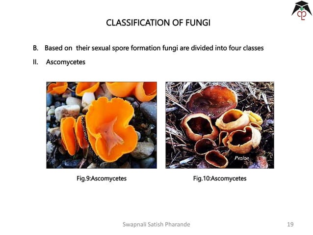 Introduction and Classification of Fungi | PPTX