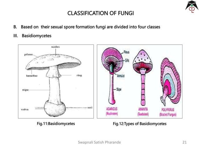 Introduction and Classification of Fungi | PPTX