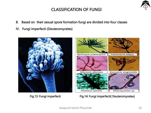 Introduction and Classification of Fungi | PPTX
