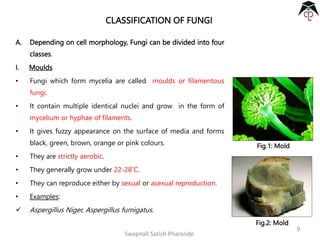 Introduction and Classification of Fungi | PPTX