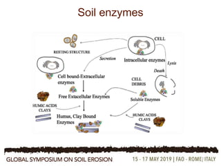 Soil quality assessment by enzyme activities in an olive orchard ...