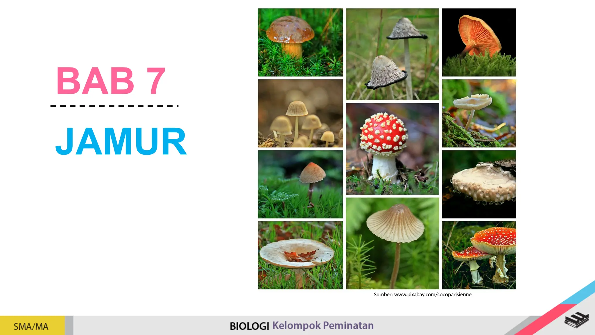 7 Jamur .pptx