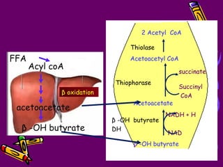 Ketone Body Metabolism | PPT