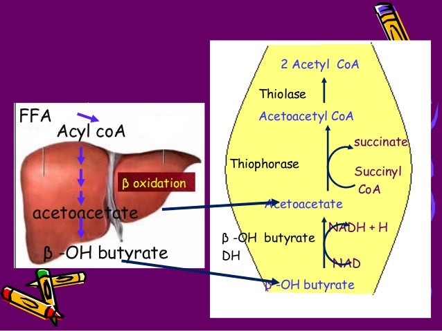 Ketone Body Metabolism