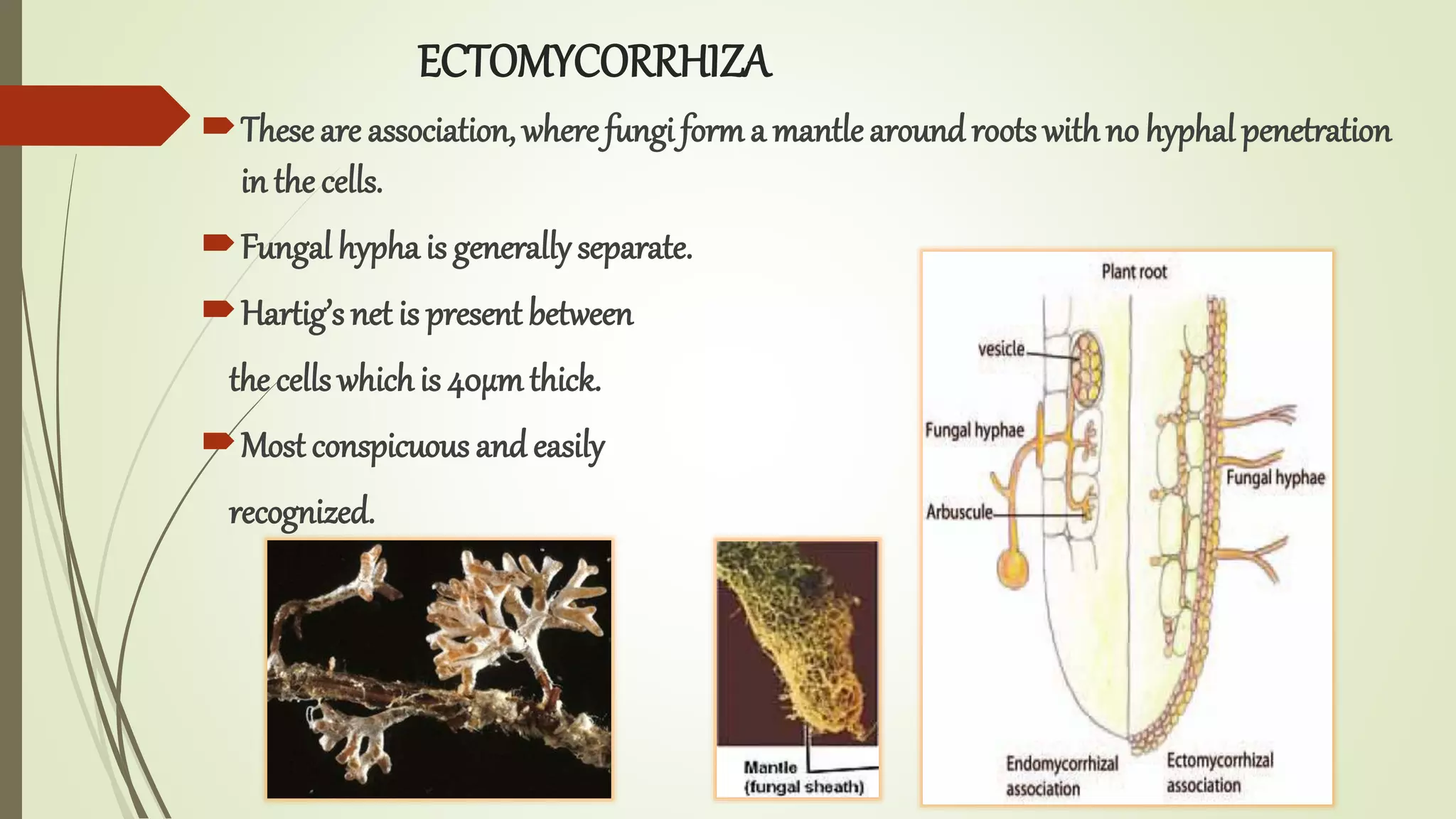 mycorrhiza types, distribution and significance. | PPTX