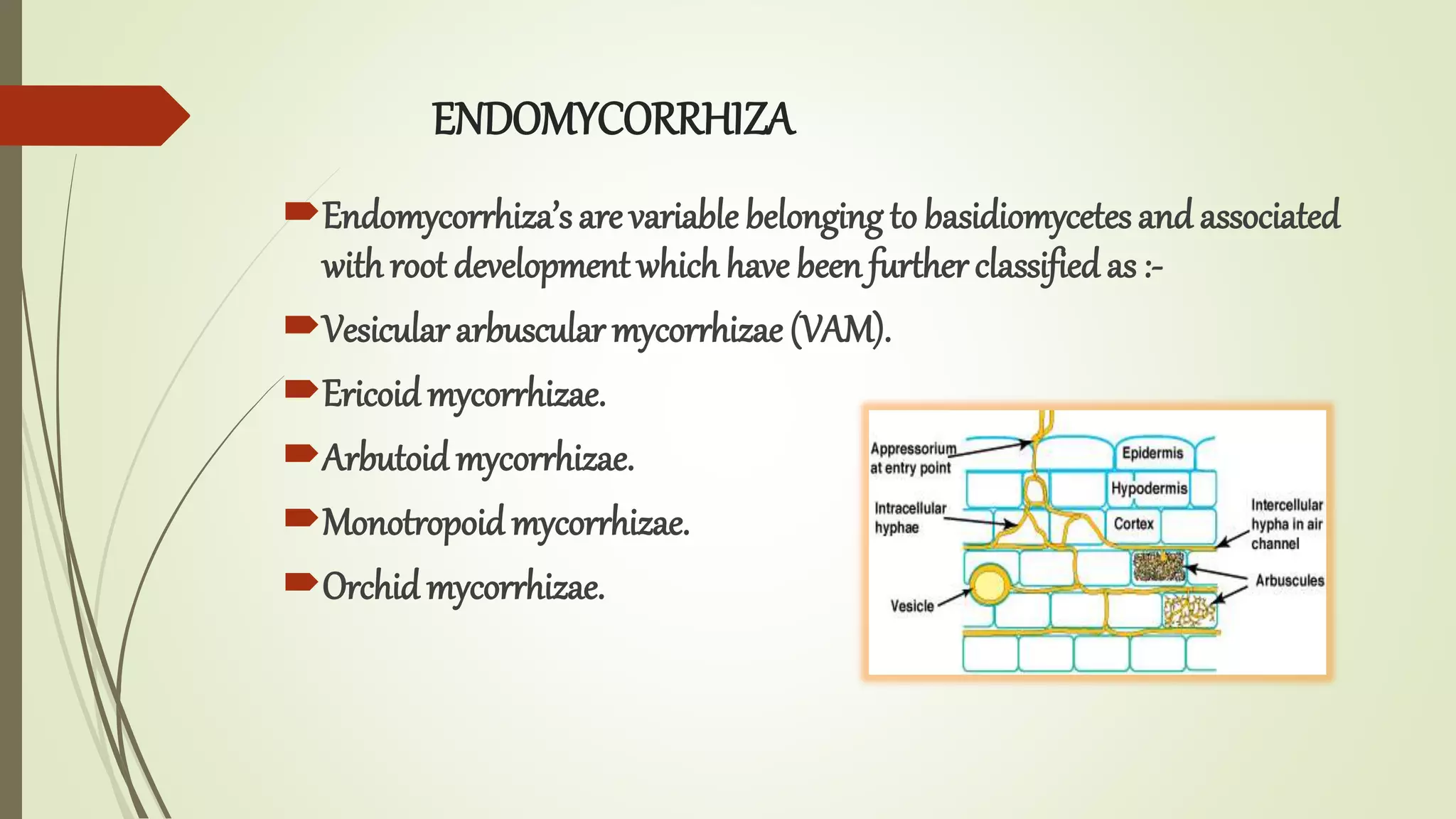 mycorrhiza types, distribution and significance. | PPTX