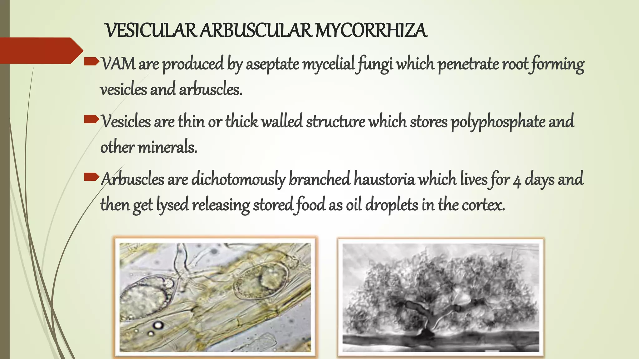 mycorrhiza types, distribution and significance. | PPTX