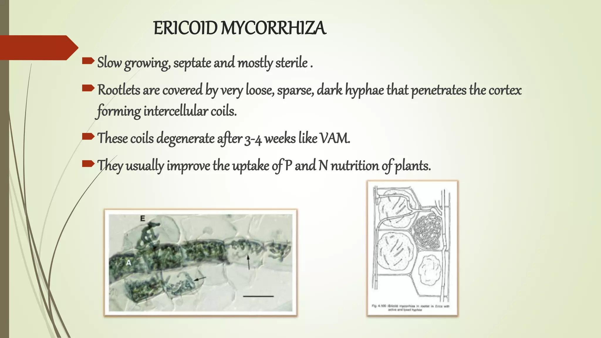 mycorrhiza types, distribution and significance. | PPTX