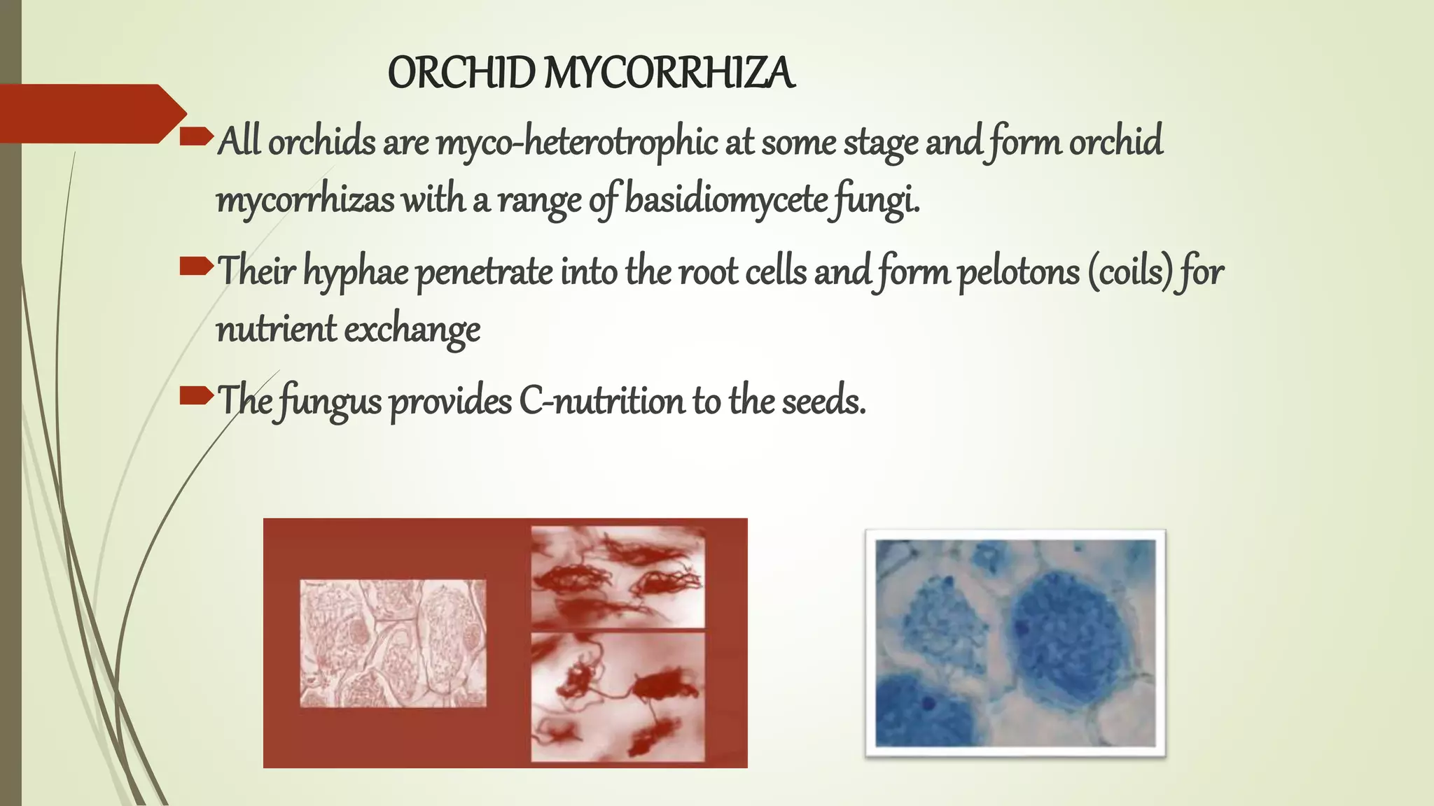 mycorrhiza types, distribution and significance. | PPTX