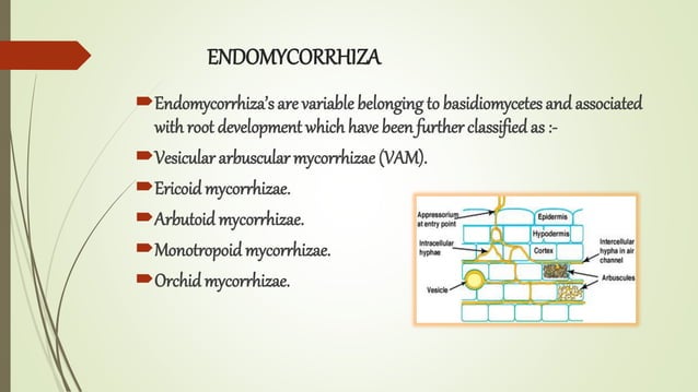 mycorrhiza types, distribution and significance. | PPTX