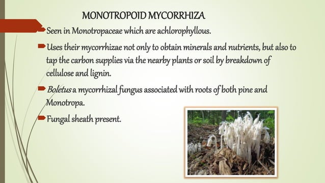 mycorrhiza types, distribution and significance. | PPTX
