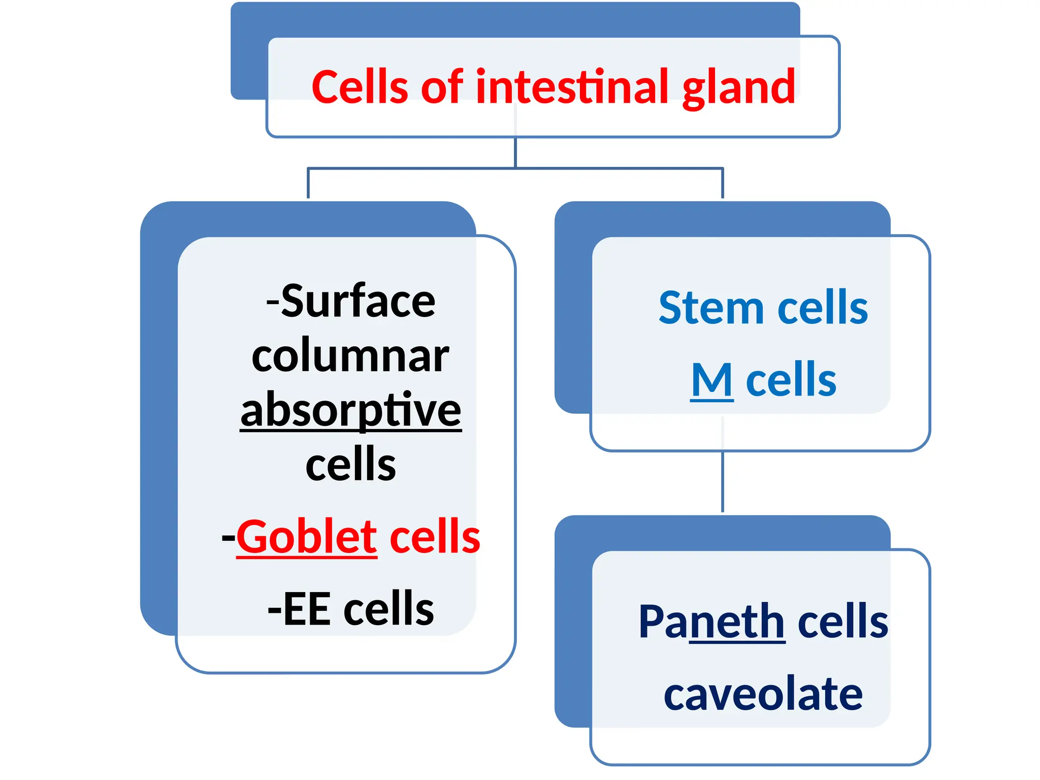 Large Intestine & Colon: Function, Anatomy & Location | PPTX