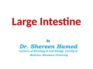 Large Intestine & Colon: Function, Anatomy & Location | PPTX