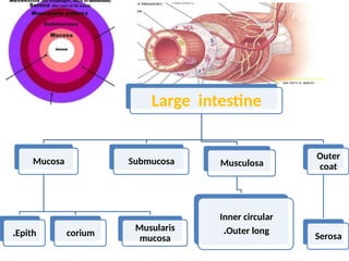 Large Intestine & Colon: Function, Anatomy & Location | PPTX