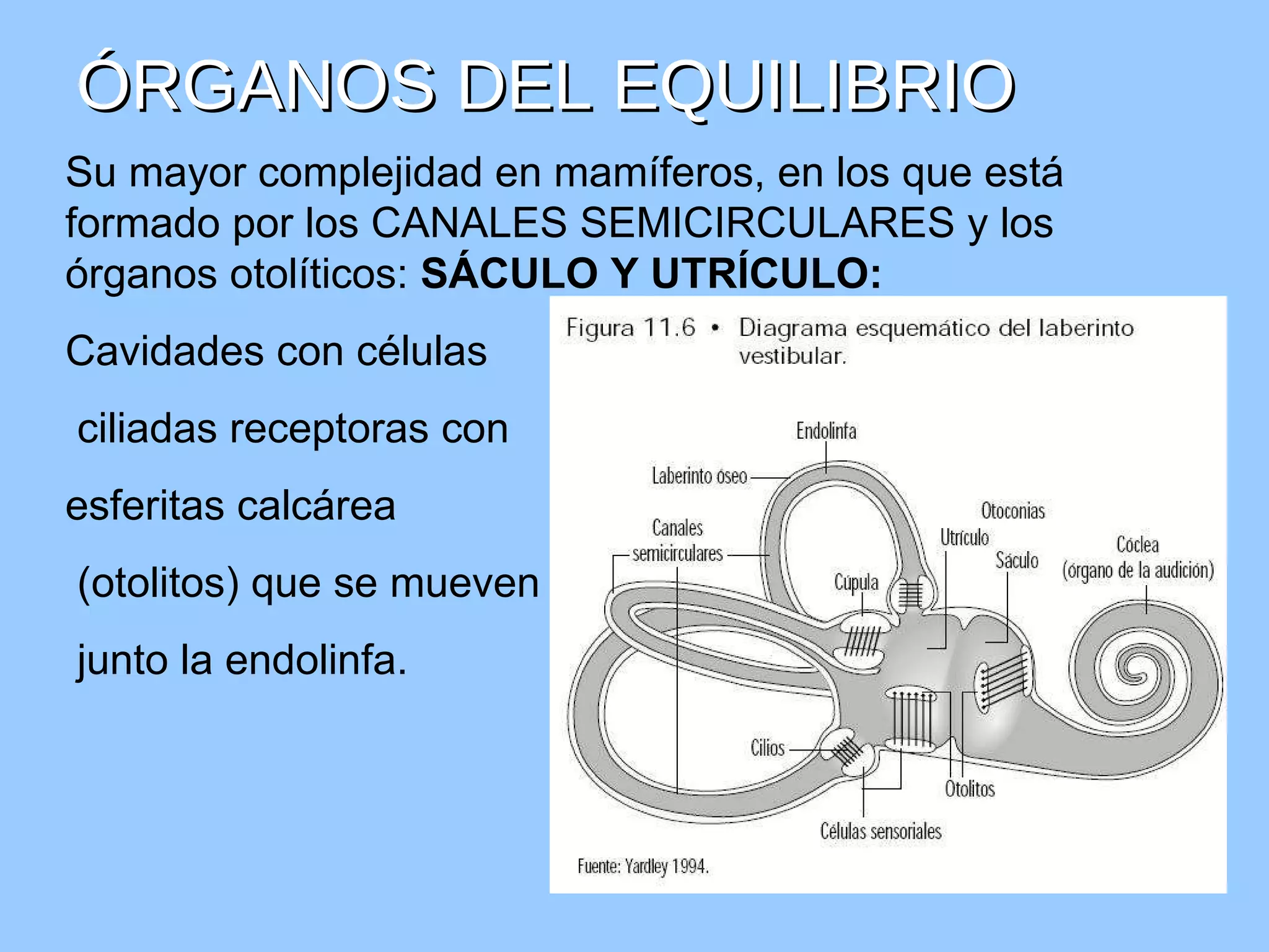 7 los seres vivos como sistemas que interaccionan con el medio | PPT