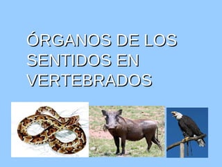 7 los seres vivos como sistemas que interaccionan con el medio | PPT