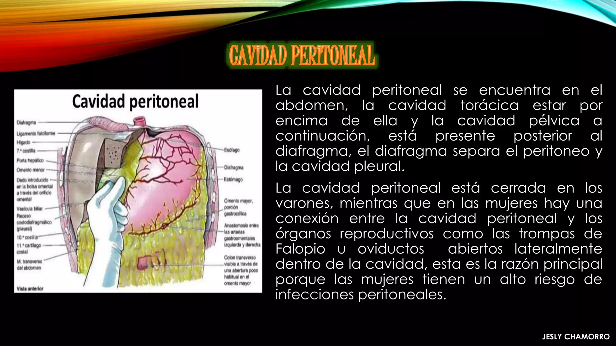 Peritoneo, Cavidad Peritoneal | PPT