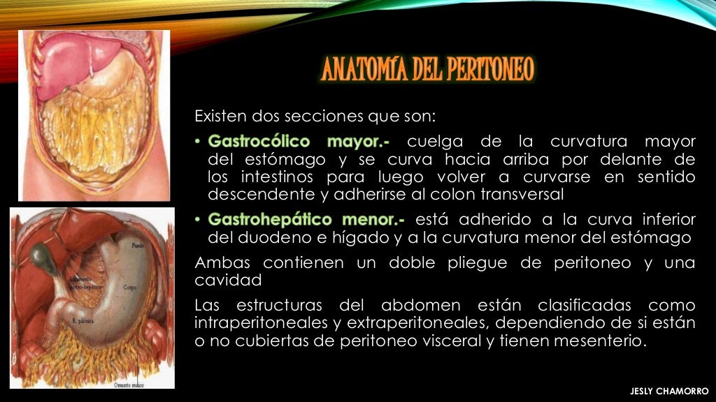 Peritoneo, Cavidad Peritoneal