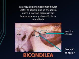 7 ma clase atm | PPTX