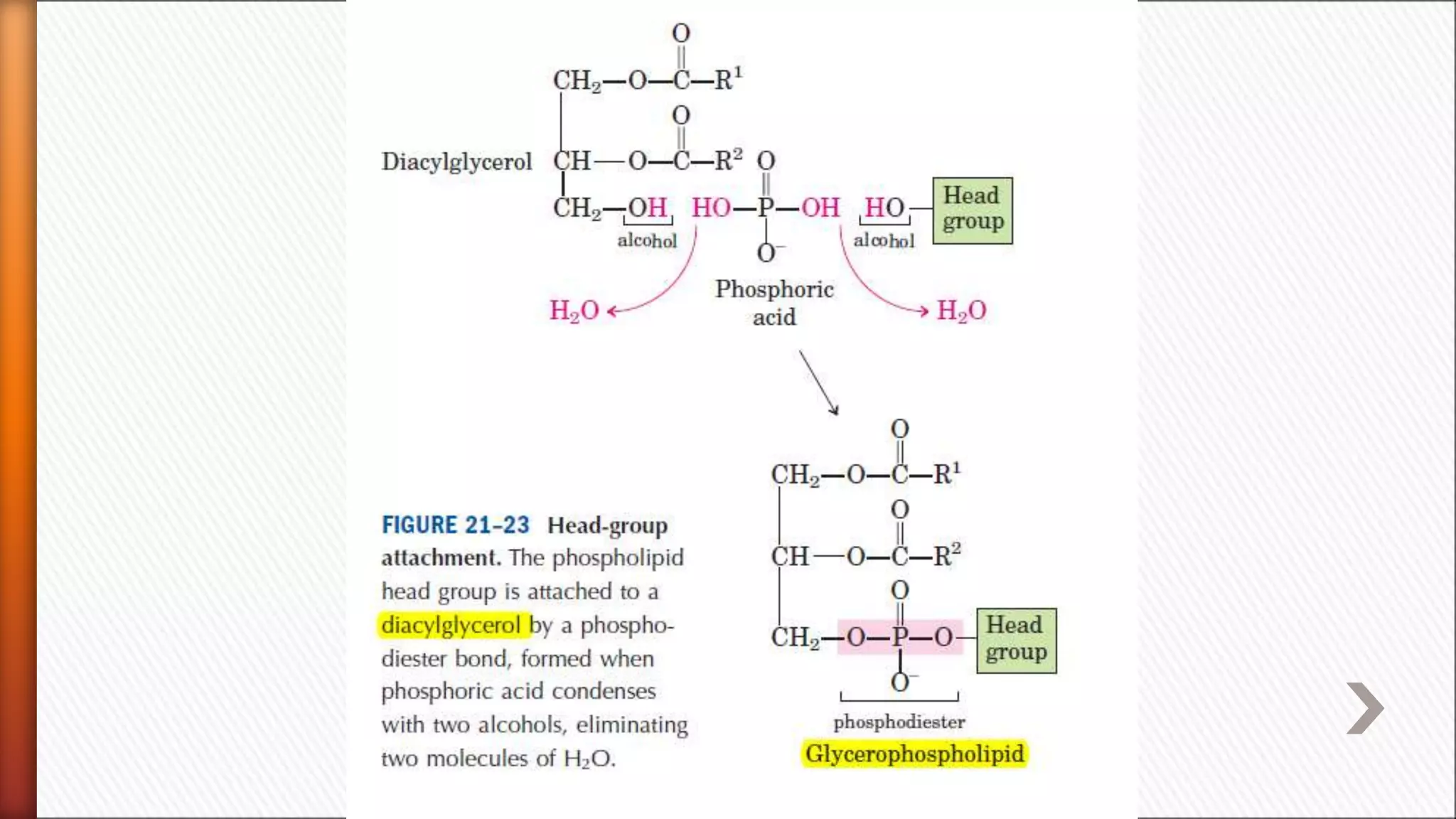 7 metabolism of complex lipid.ppt