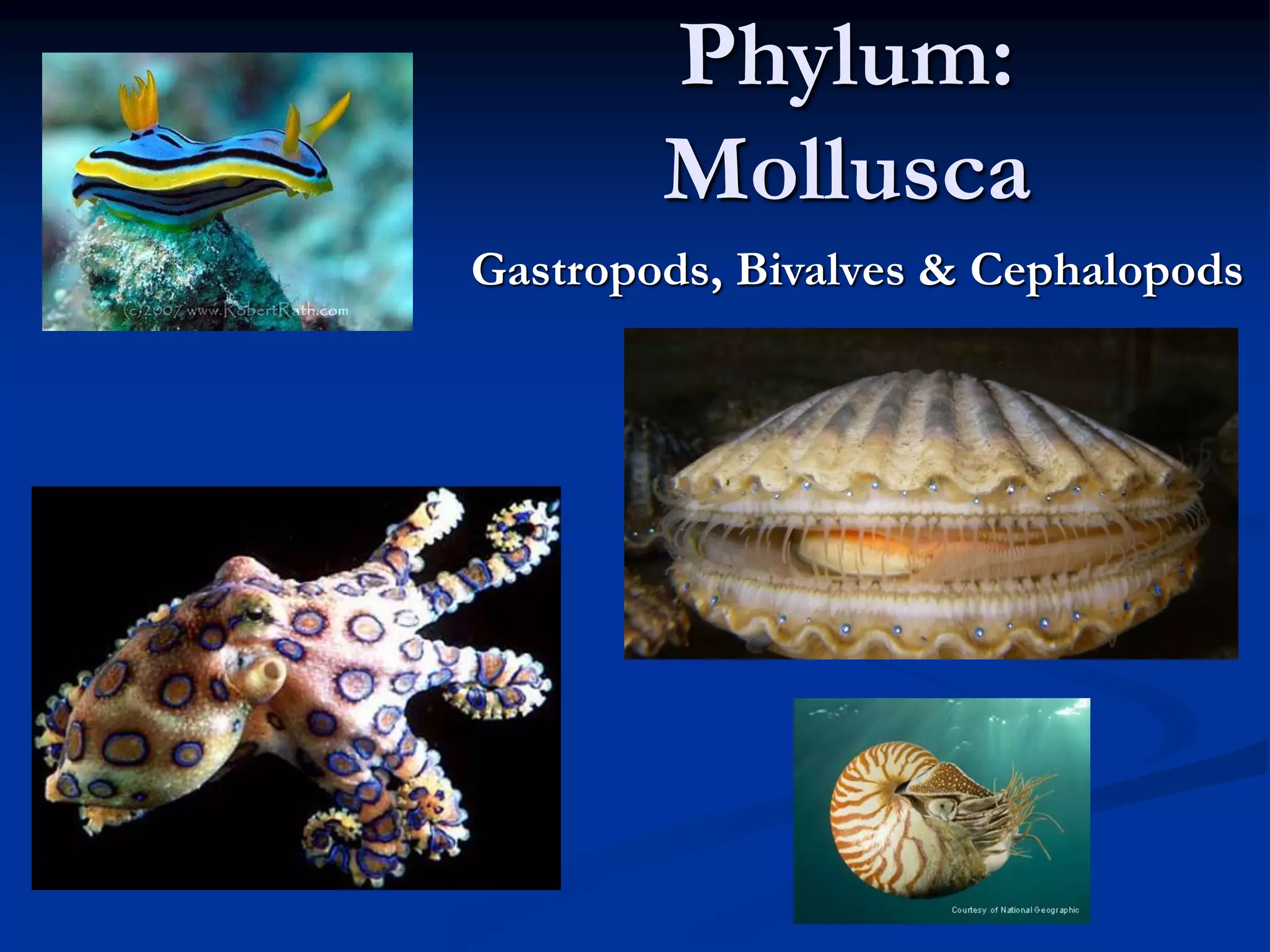 Molluska powerpoint.pptx
