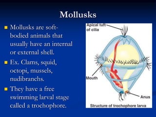 Molluska powerpoint.pptx