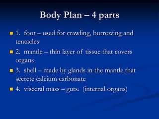 Molluska powerpoint.pptx