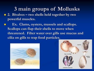 Molluska powerpoint.pptx