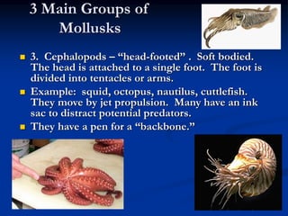 Molluska powerpoint.pptx